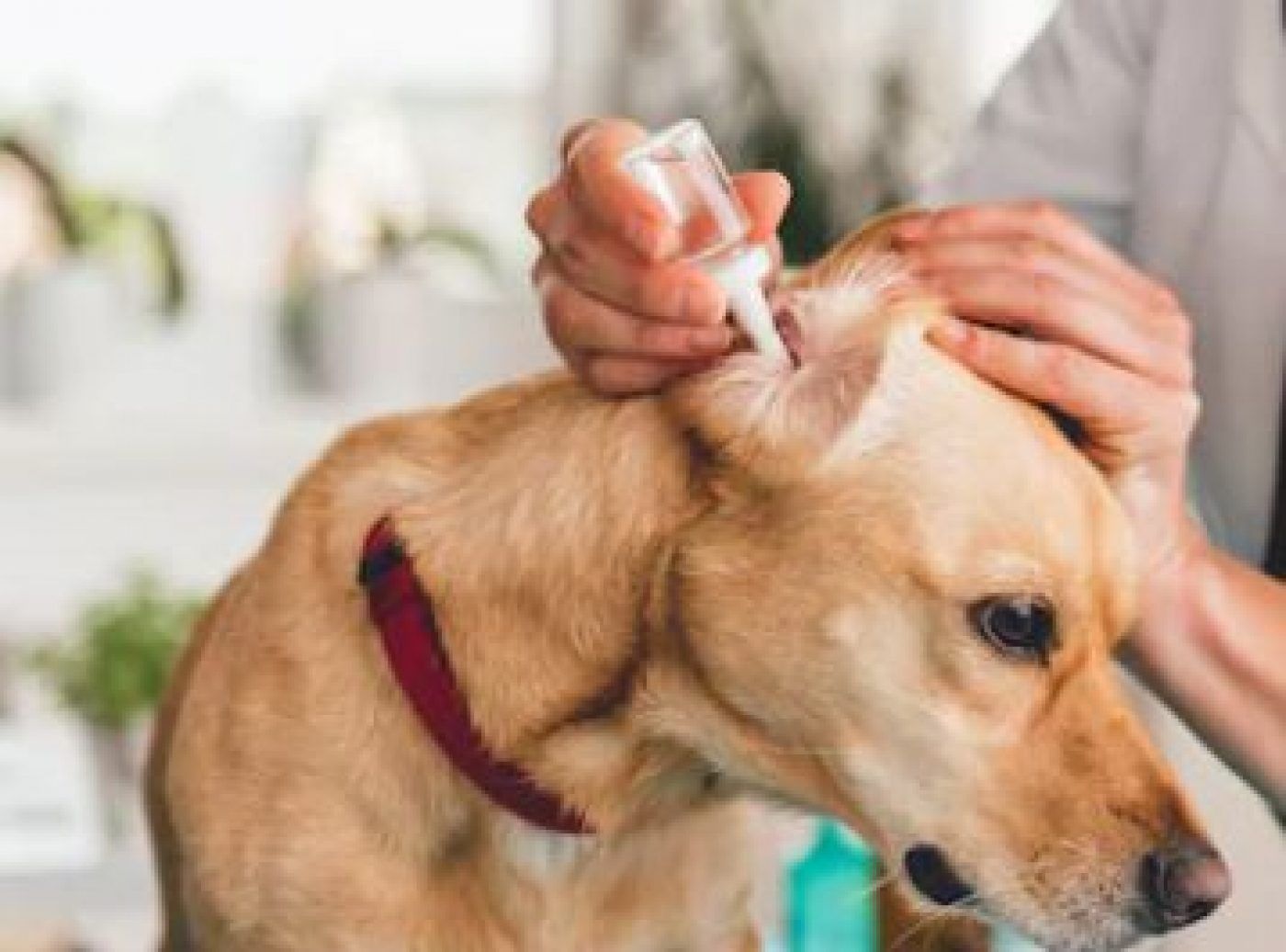Otitis en perros - PidePienso.com