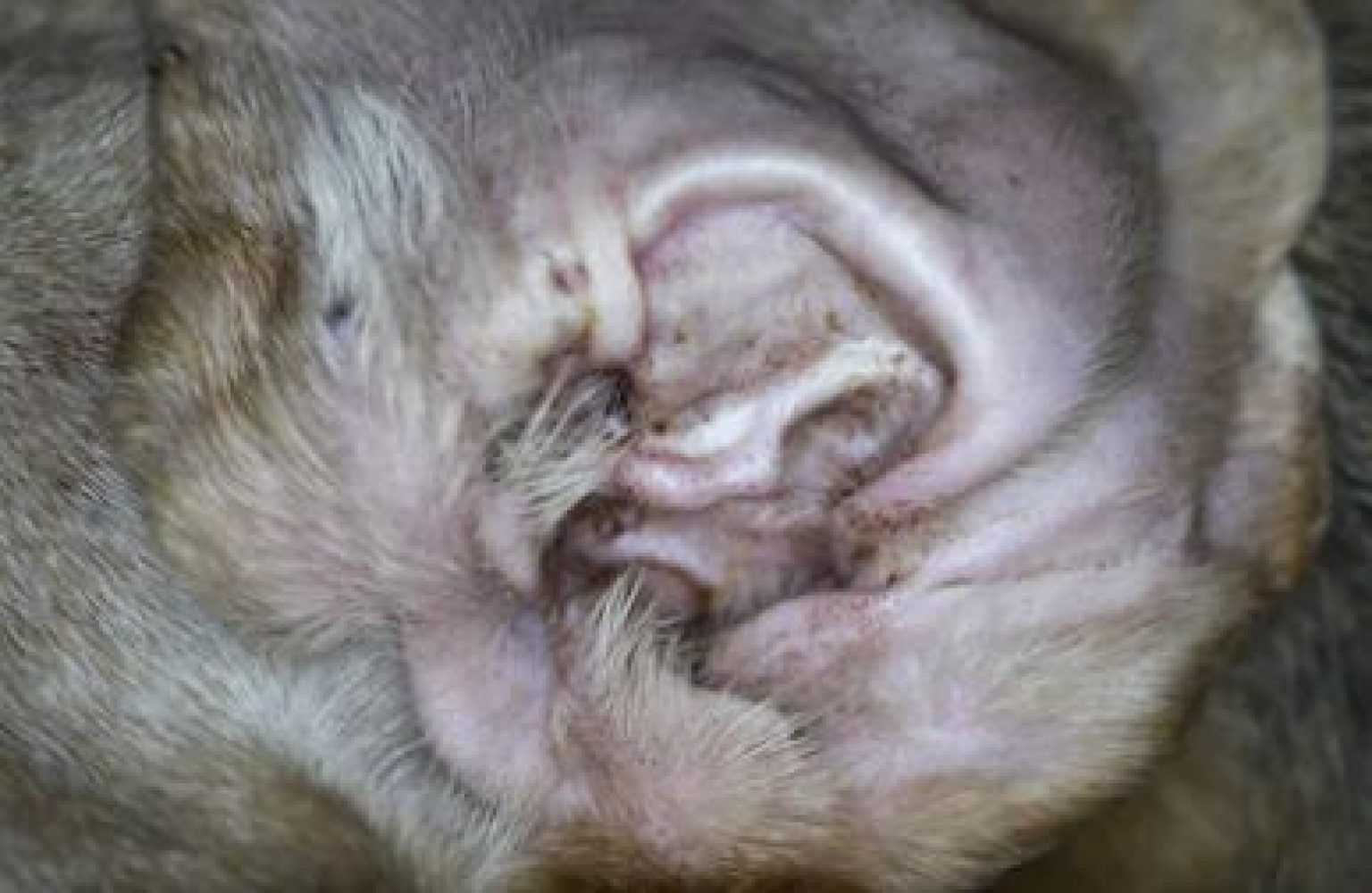 Otitis en perros - PidePienso.com