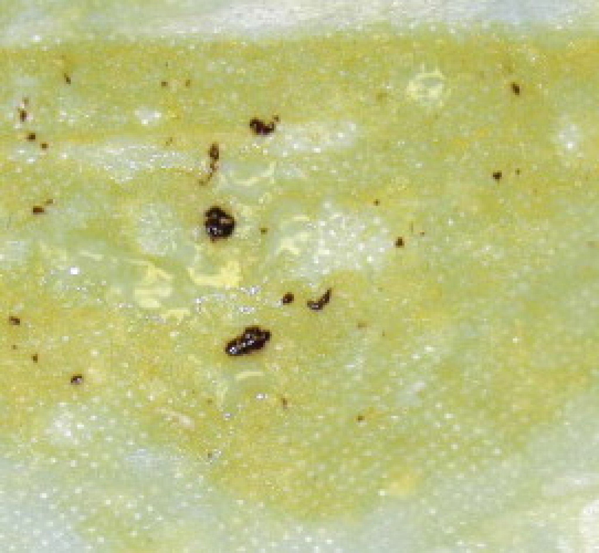 Mi Perro Vomita Sangre: Lista de Las 15 Principales Causas